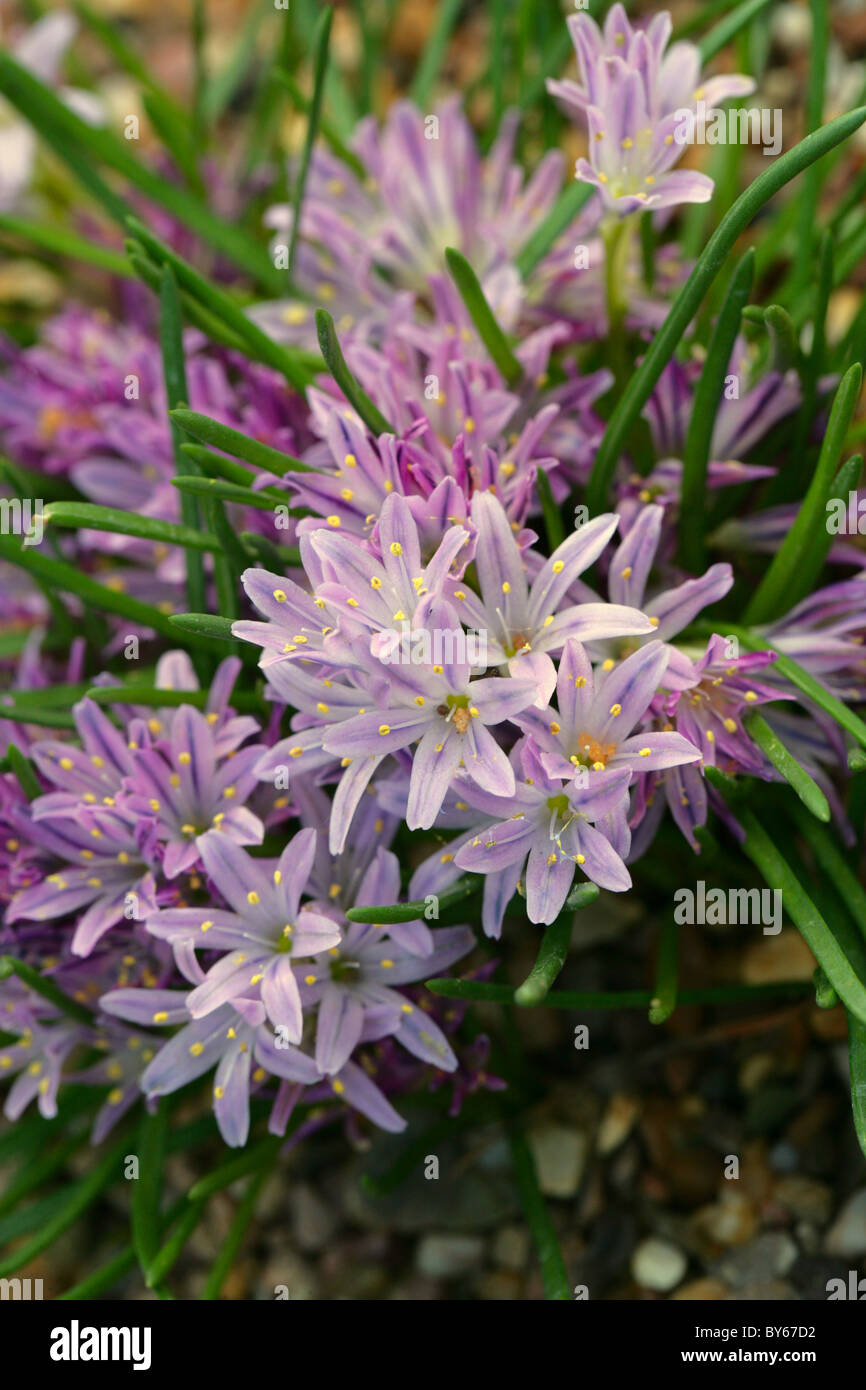 Polyxena corymbosa -Fotos und -Bildmaterial in hoher Auflösung – Alamy