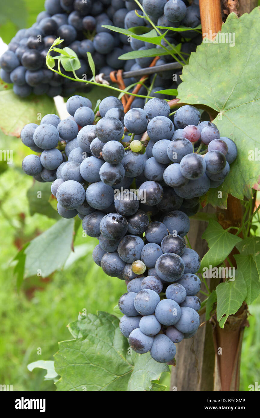 Haufen schwarze traube -Fotos und -Bildmaterial in hoher Auflösung – Alamy