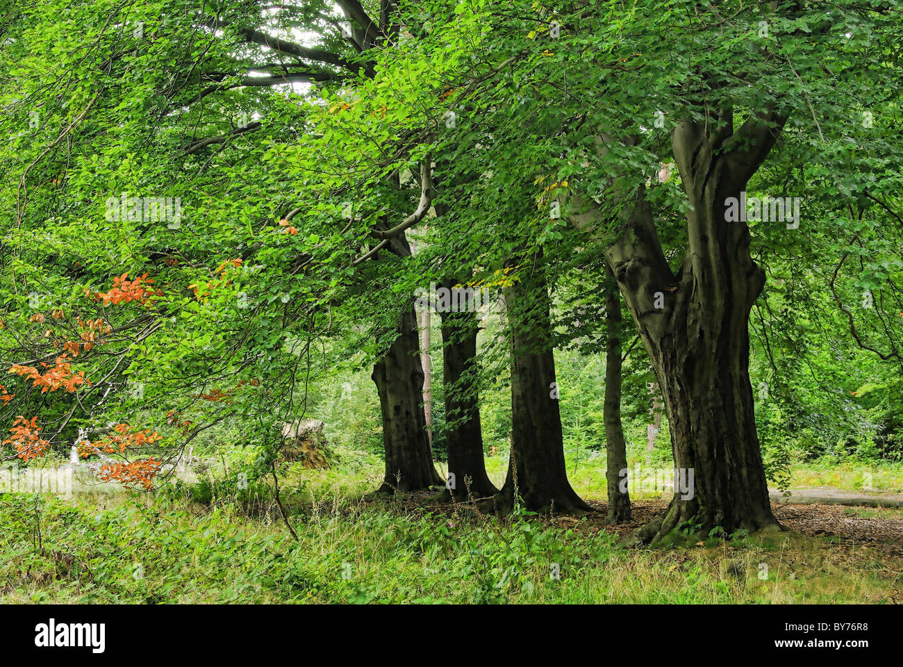 Laub von buchen -Fotos und -Bildmaterial in hoher Auflösung - Seite 2 ...