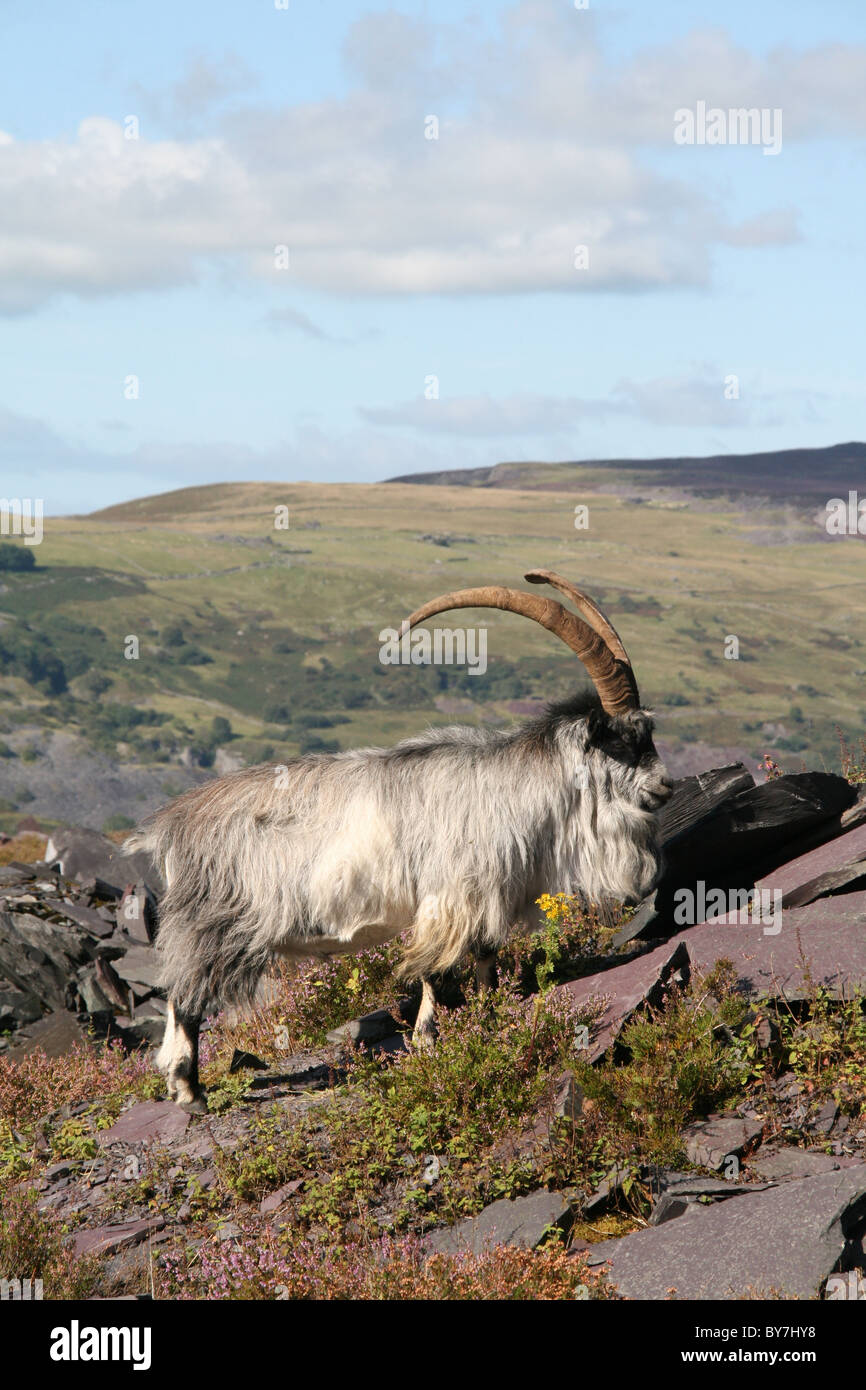 Wild walisische Bergziege im Dinorwic-Steinbruch, Nord-wales ...