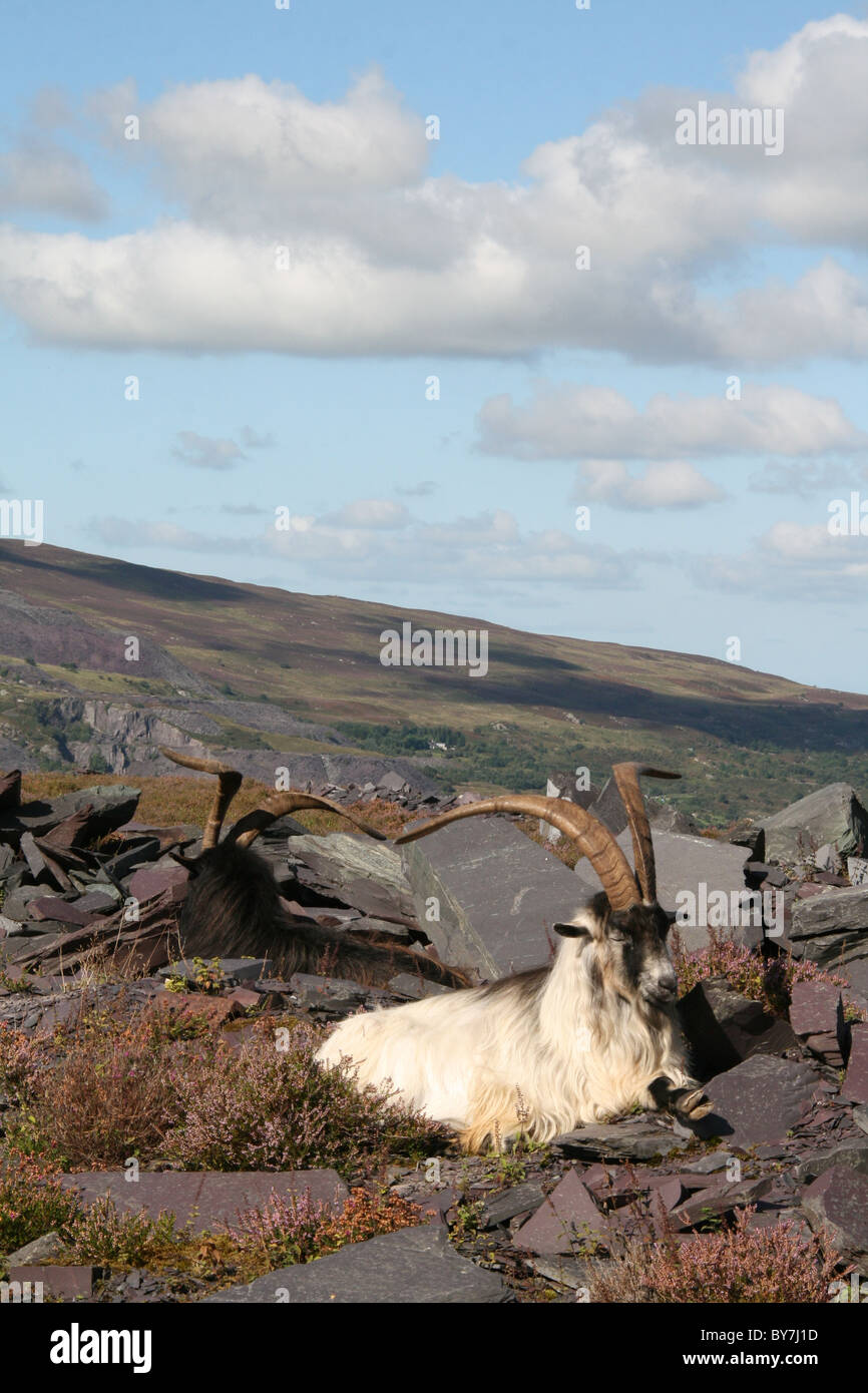 Wilde walisische bergziege in dinorwic steinbruch -Fotos und ...