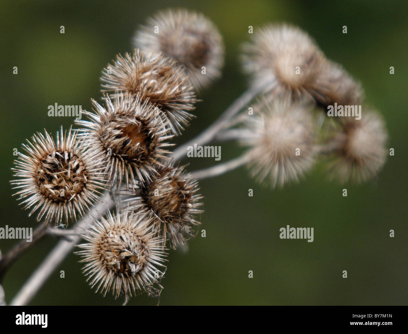 Englische disteln -Fotos und -Bildmaterial in hoher Auflösung – Alamy