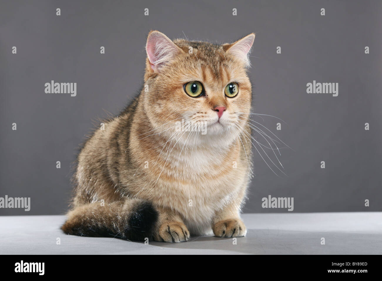 Britisch Kurzhaar Katze, gold kippte auf grau Stockfotografie - Alamy