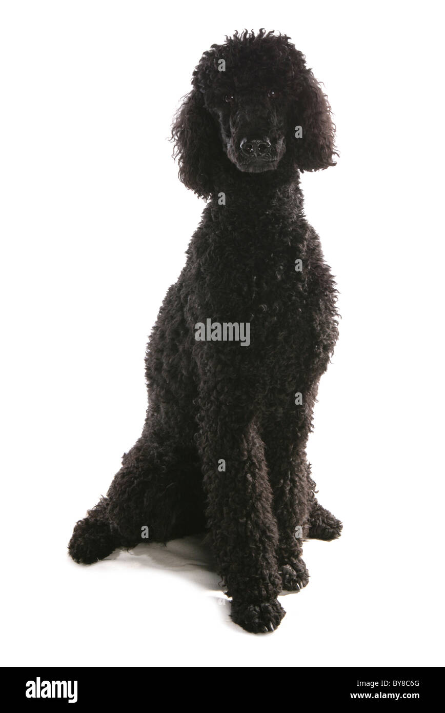 Black giant poodle -Fotos und -Bildmaterial in hoher Auflösung – Alamy