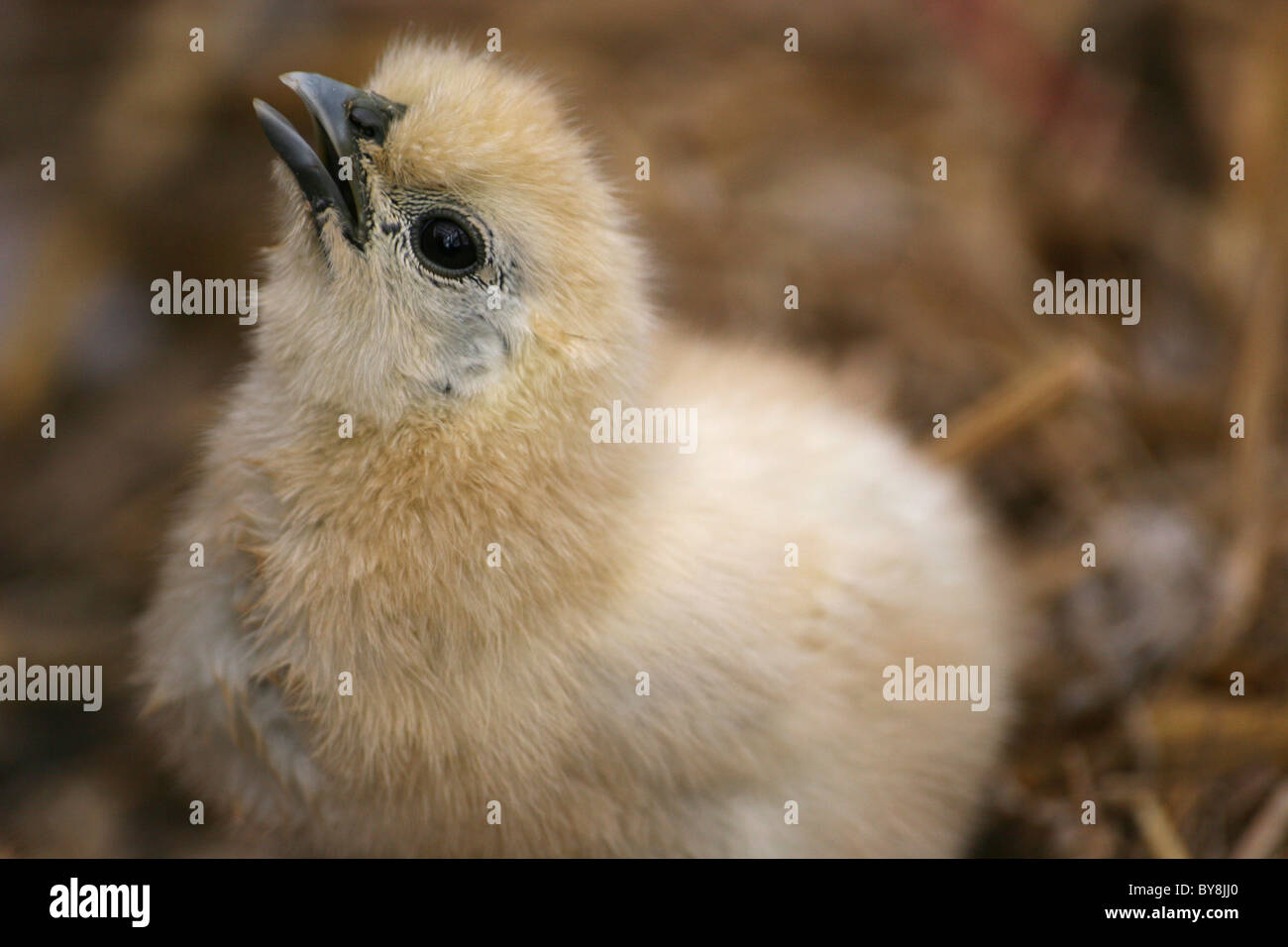Baby chicks -Fotos und -Bildmaterial in hoher Auflösung – Alamy