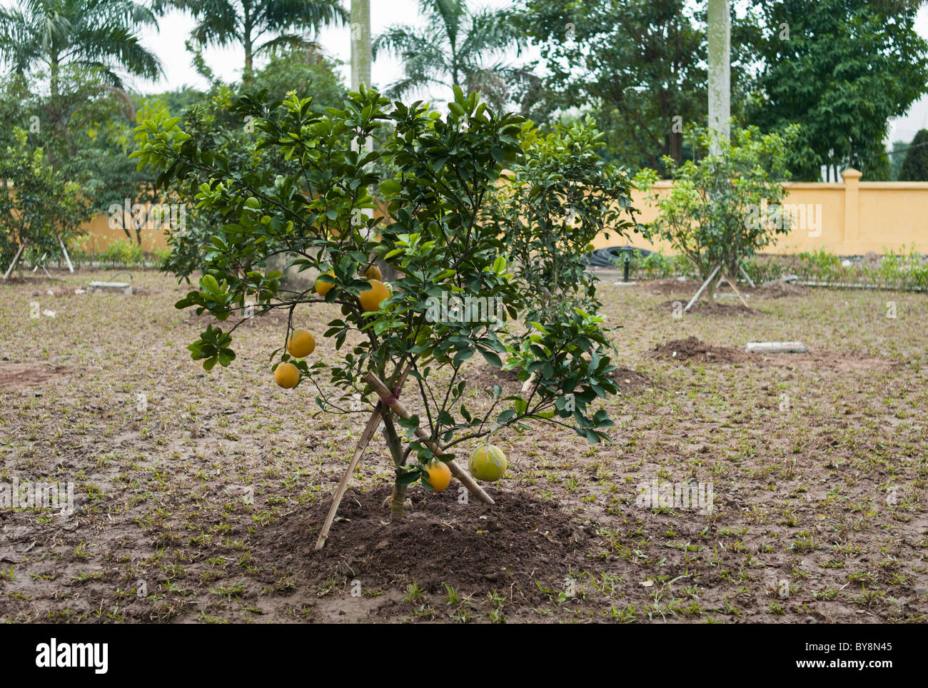 Pomelo Frucht Baum, Vietnam Stockfotografie - Alamy