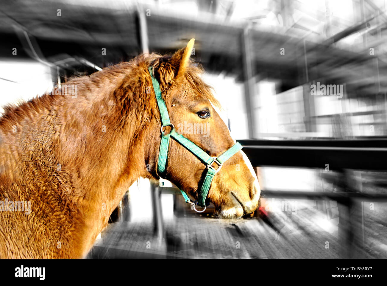 Stall im winter mit schnee und wald -Fotos und -Bildmaterial in hoher ...
