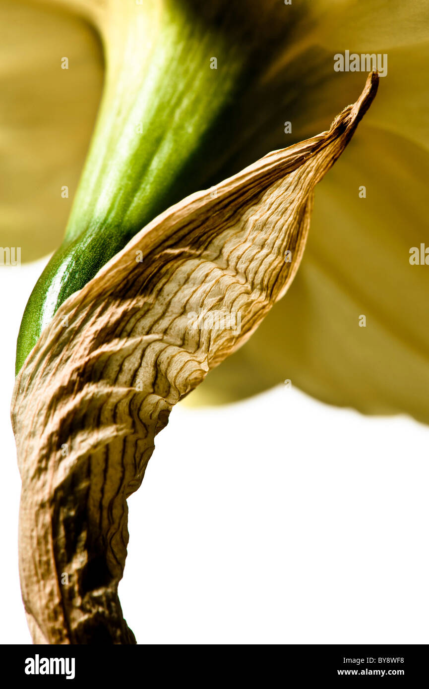 Daffodil spathe -Fotos und -Bildmaterial in hoher Auflösung – Alamy