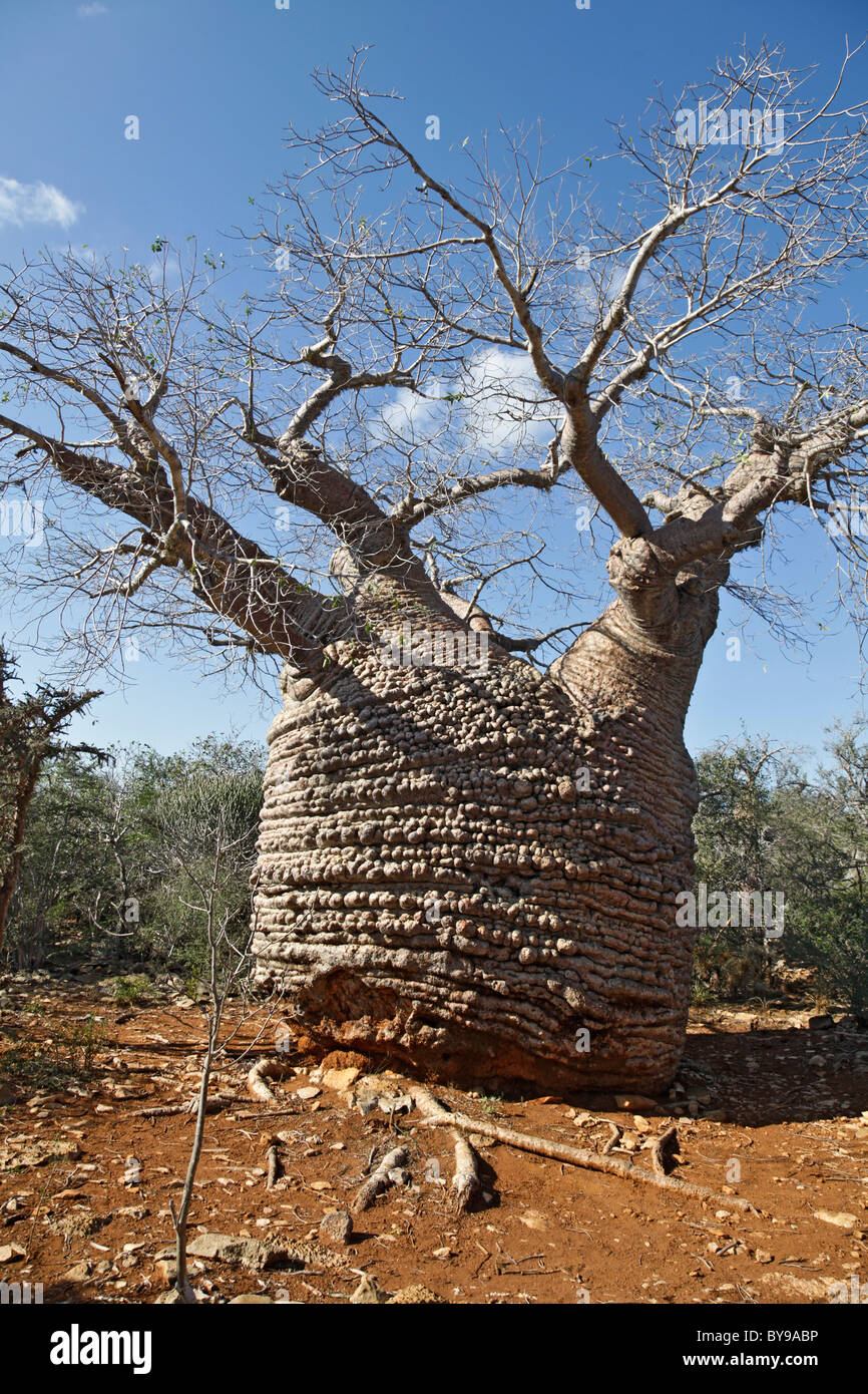 Grand'Mère Affenbrotbaum in See Tsimanampetsotsa Nationalpark, Atsimo ...