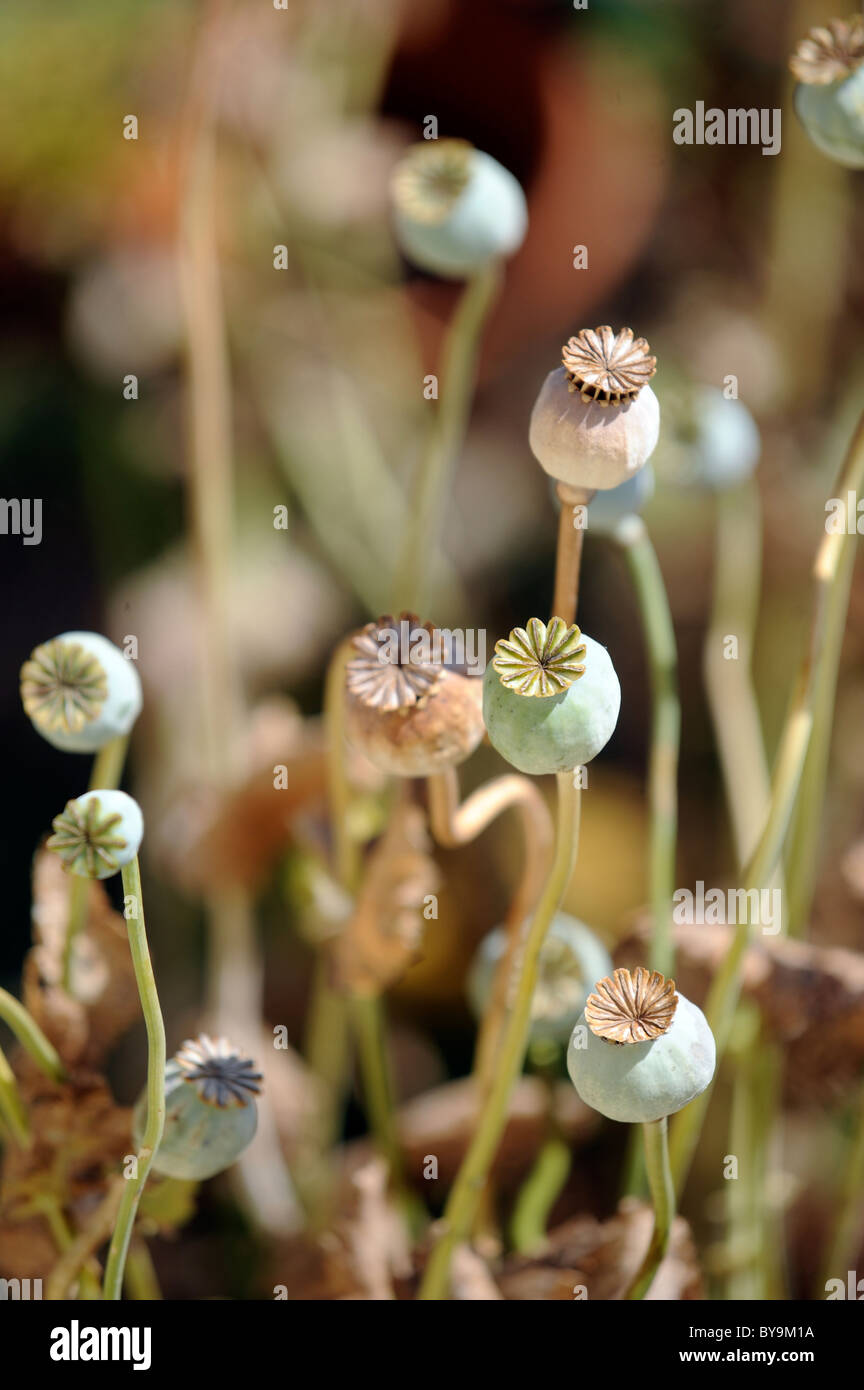 Mohn ist zu samen geworden -Fotos und -Bildmaterial in hoher Auflösung ...