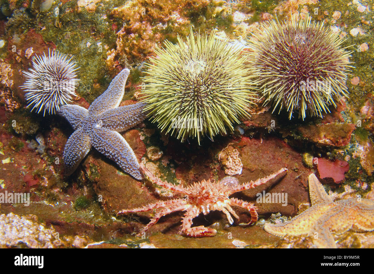 Krabben Sie-cantschaticus, Red King Crab (Paralithodes cantschaticus ...