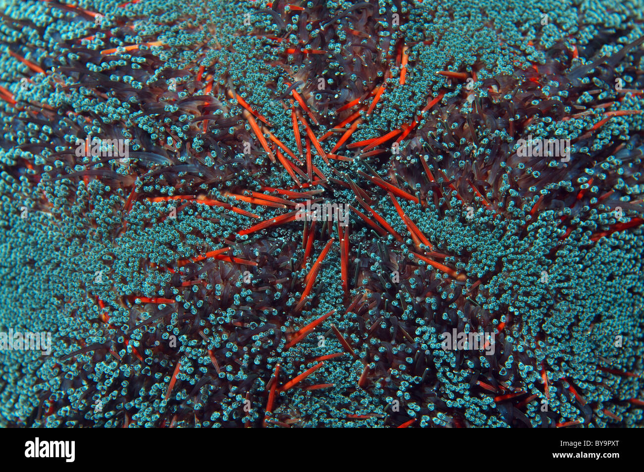 Seeigel unter wasser -Fotos und -Bildmaterial in hoher Auflösung – Alamy