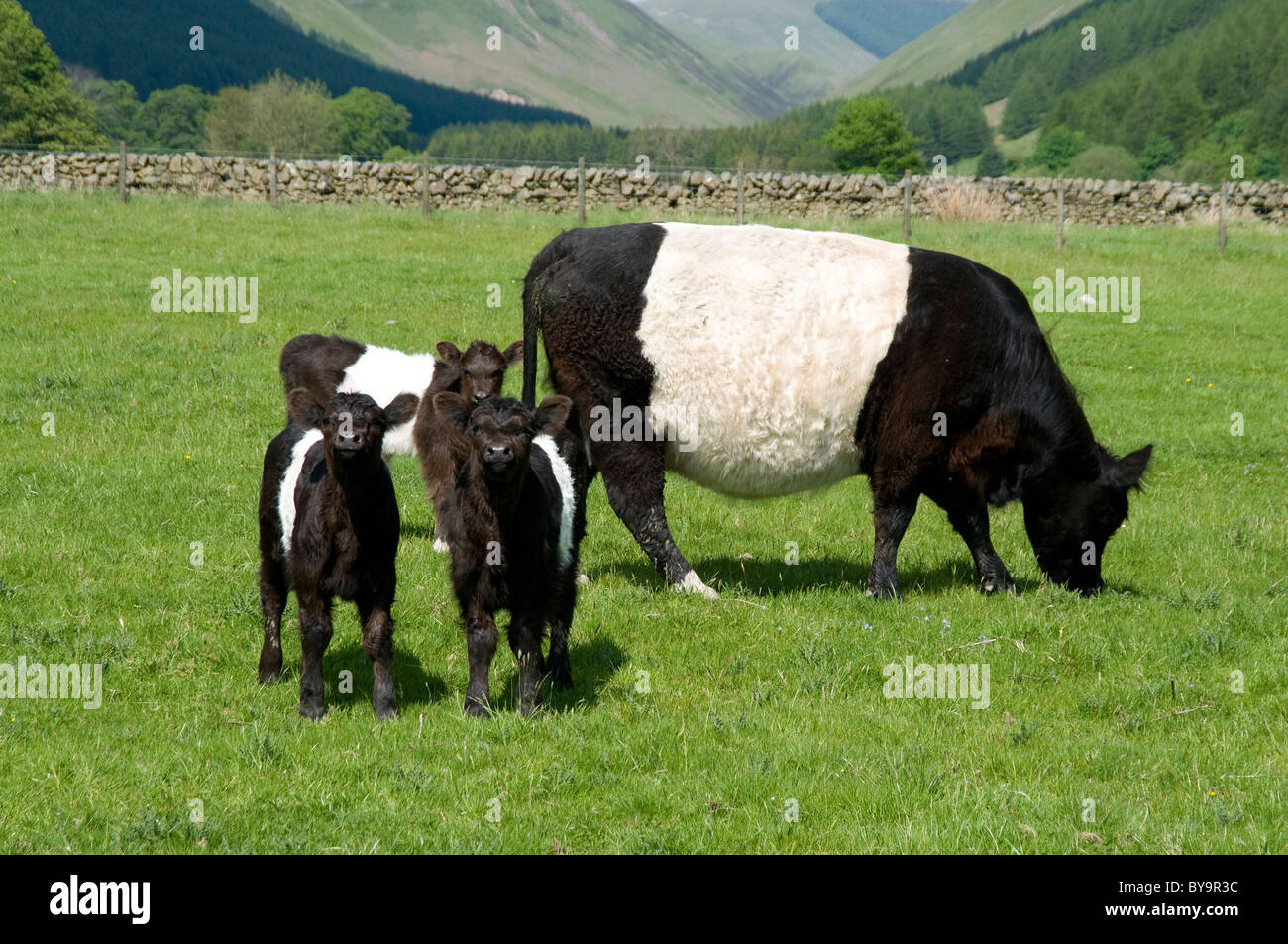 Galloway Cow Stockfotos und -bilder Kaufen - Alamy