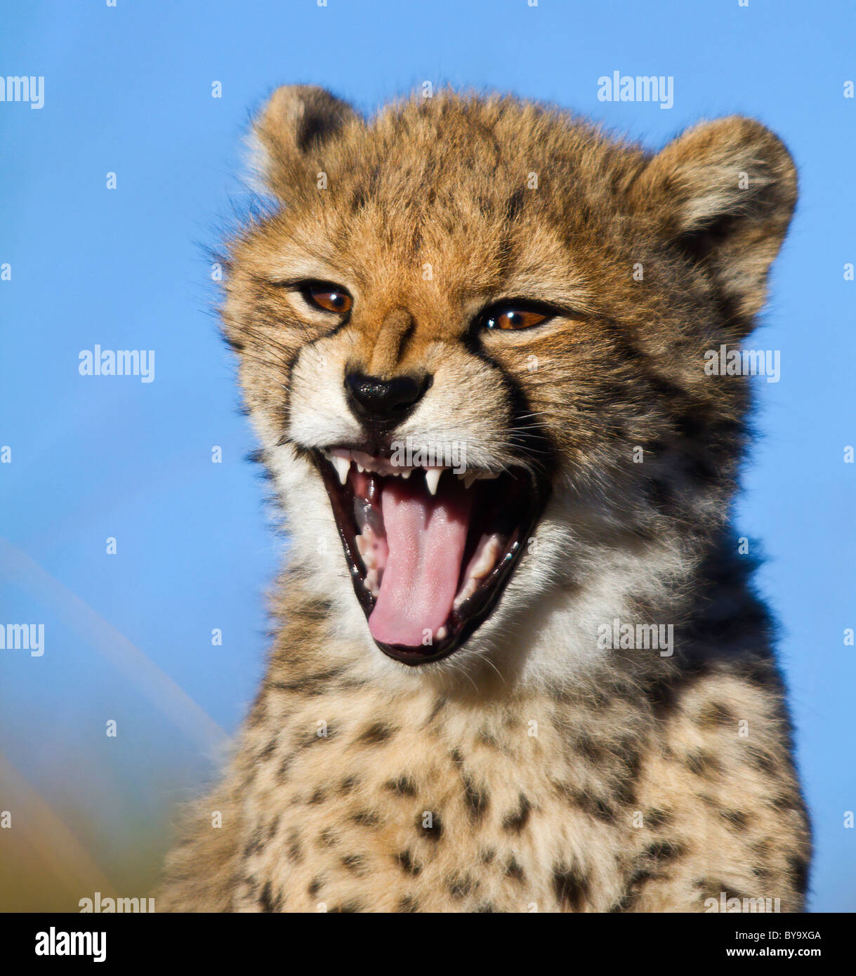Gepard Cub Gähnen zeigt seine Zähne Stockfotografie - Alamy