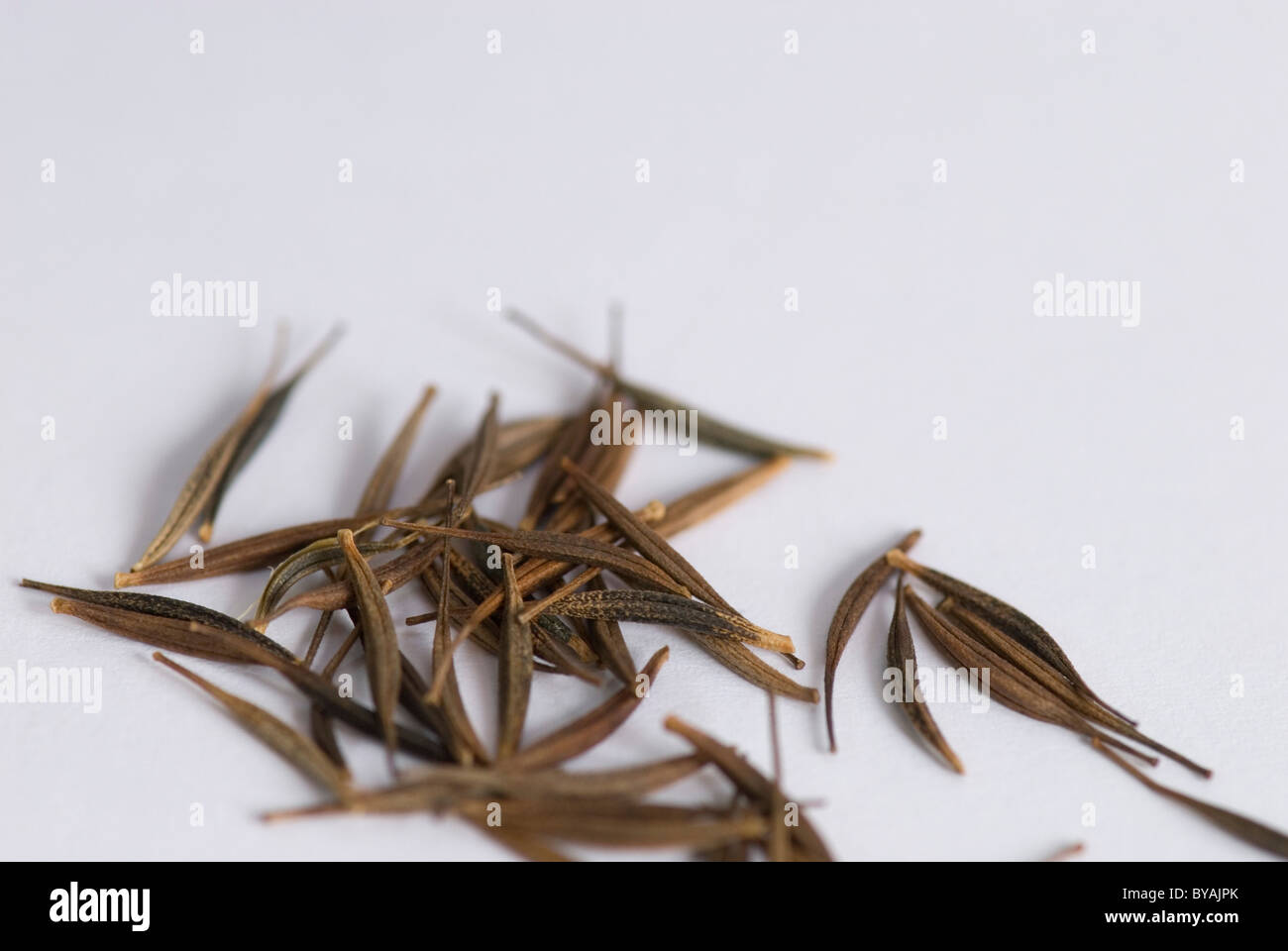 Cosmos seeds -Fotos und -Bildmaterial in hoher Auflösung – Alamy