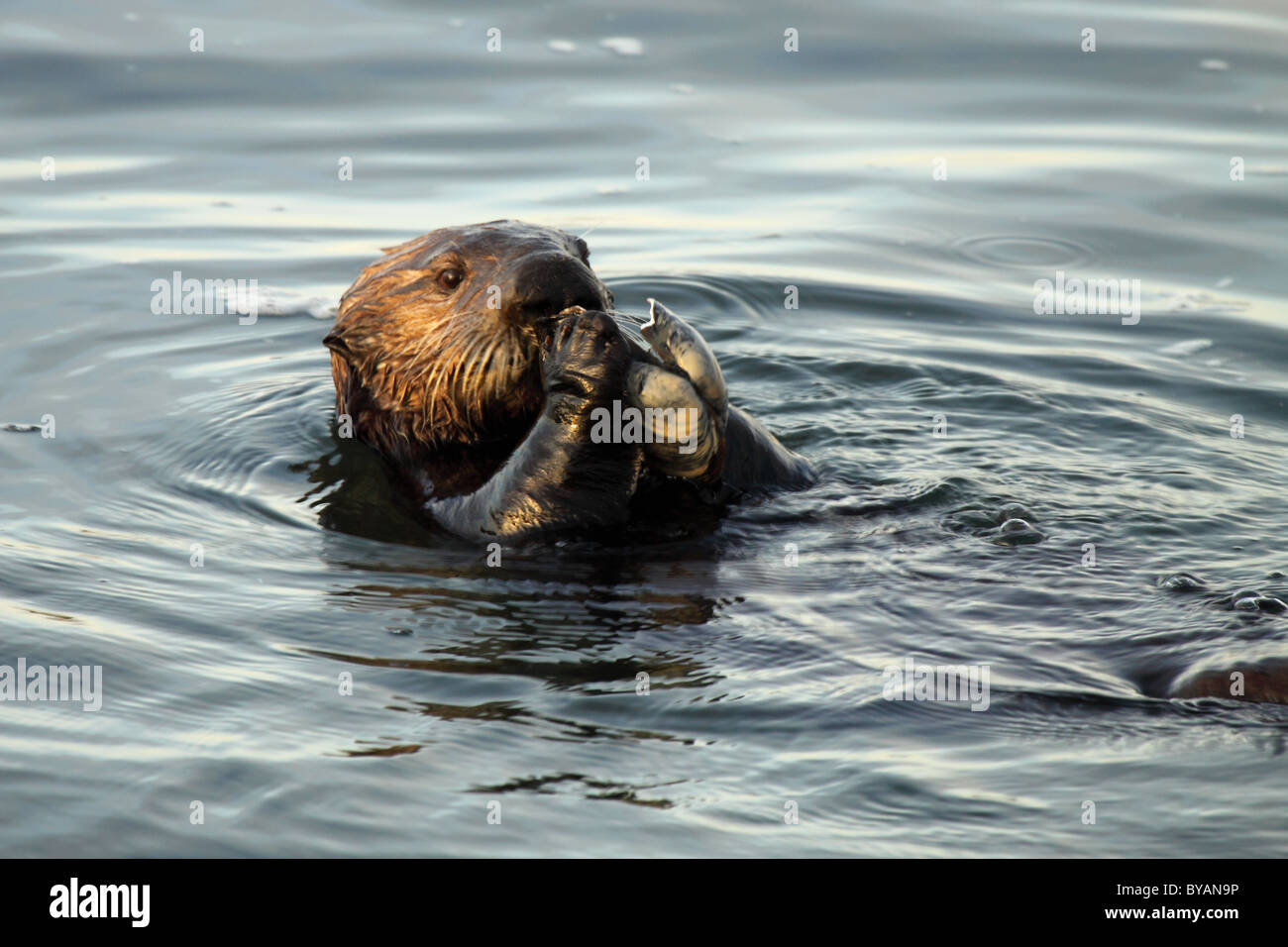 Pazifische muschel -Fotos und -Bildmaterial in hoher Auflösung – Alamy