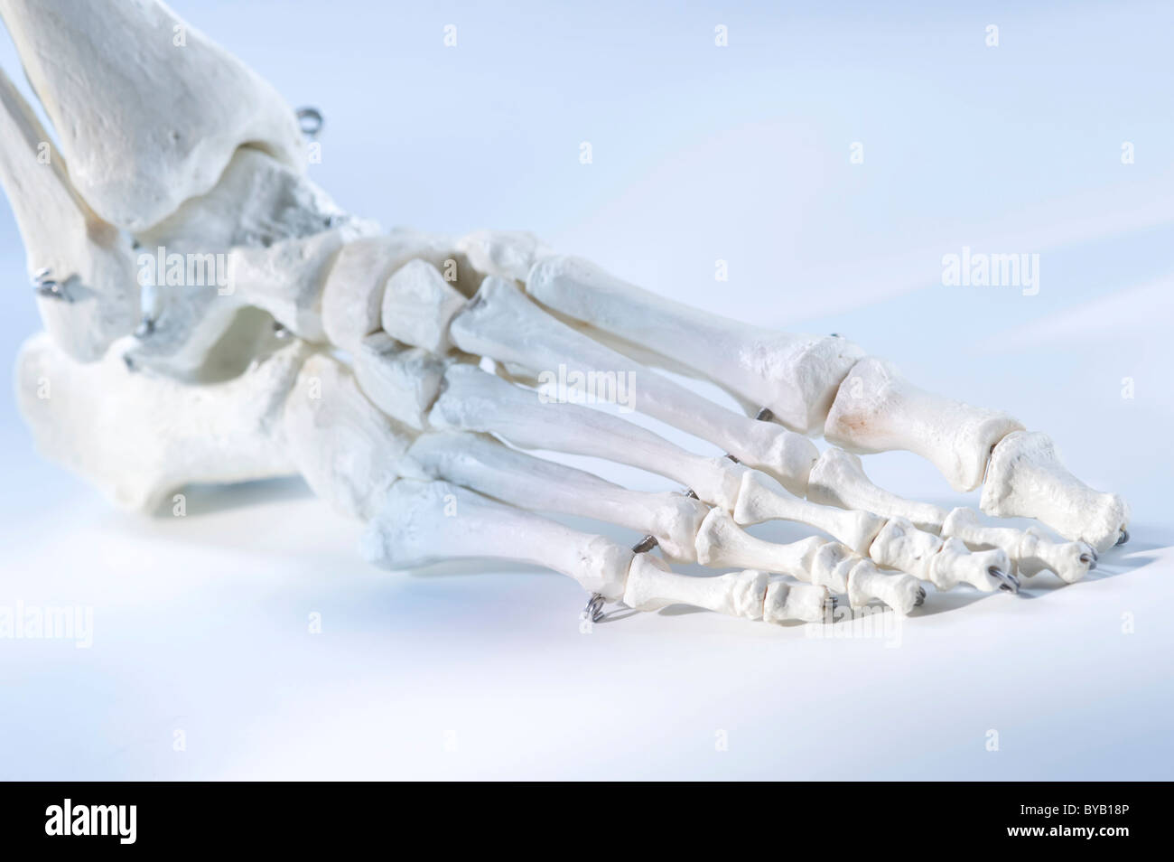 Talokrural gelenke -Fotos und -Bildmaterial in hoher Auflösung – Alamy