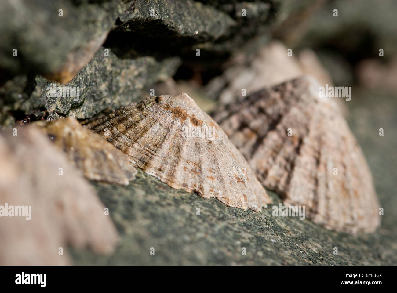 Patella vulgaris -Fotos und -Bildmaterial in hoher Auflösung – Alamy