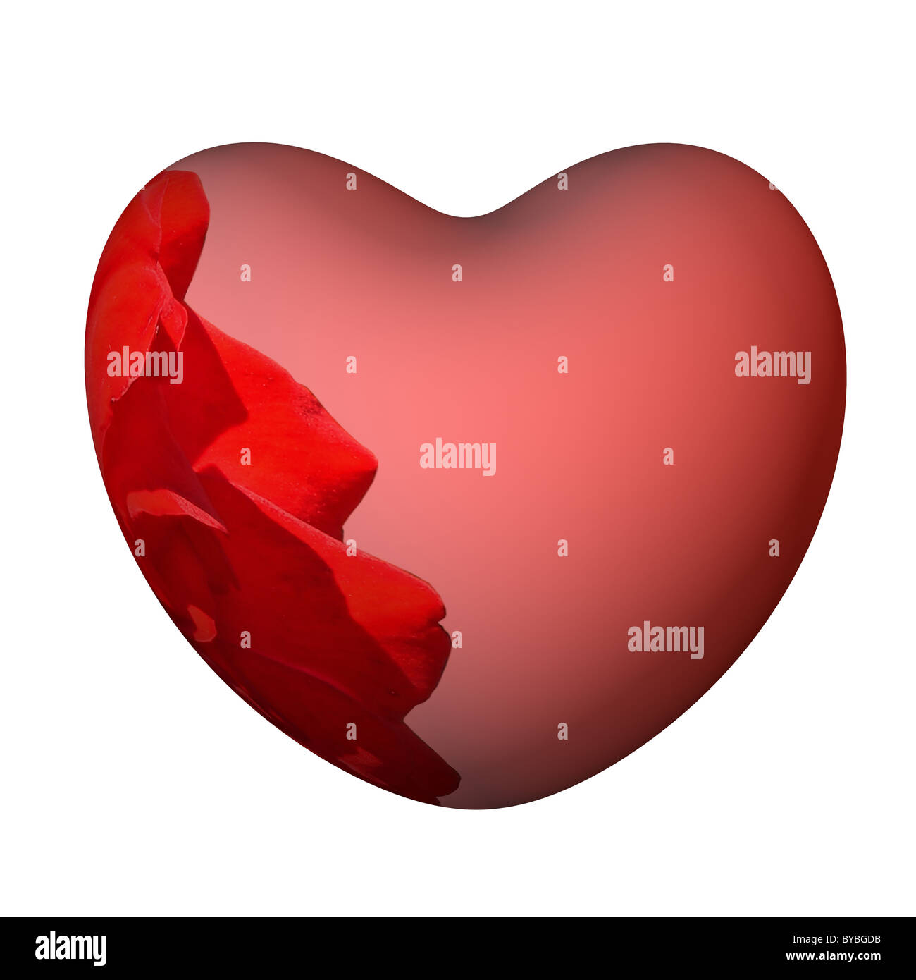 Herz einer rose -Fotos und -Bildmaterial in hoher Auflösung – Alamy