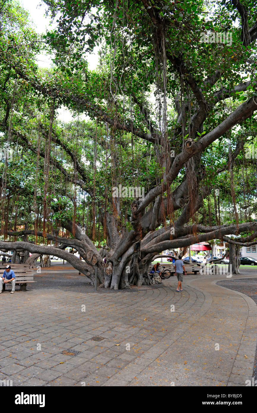 Großer banyanbaum maui -Fotos und -Bildmaterial in hoher Auflösung – Alamy