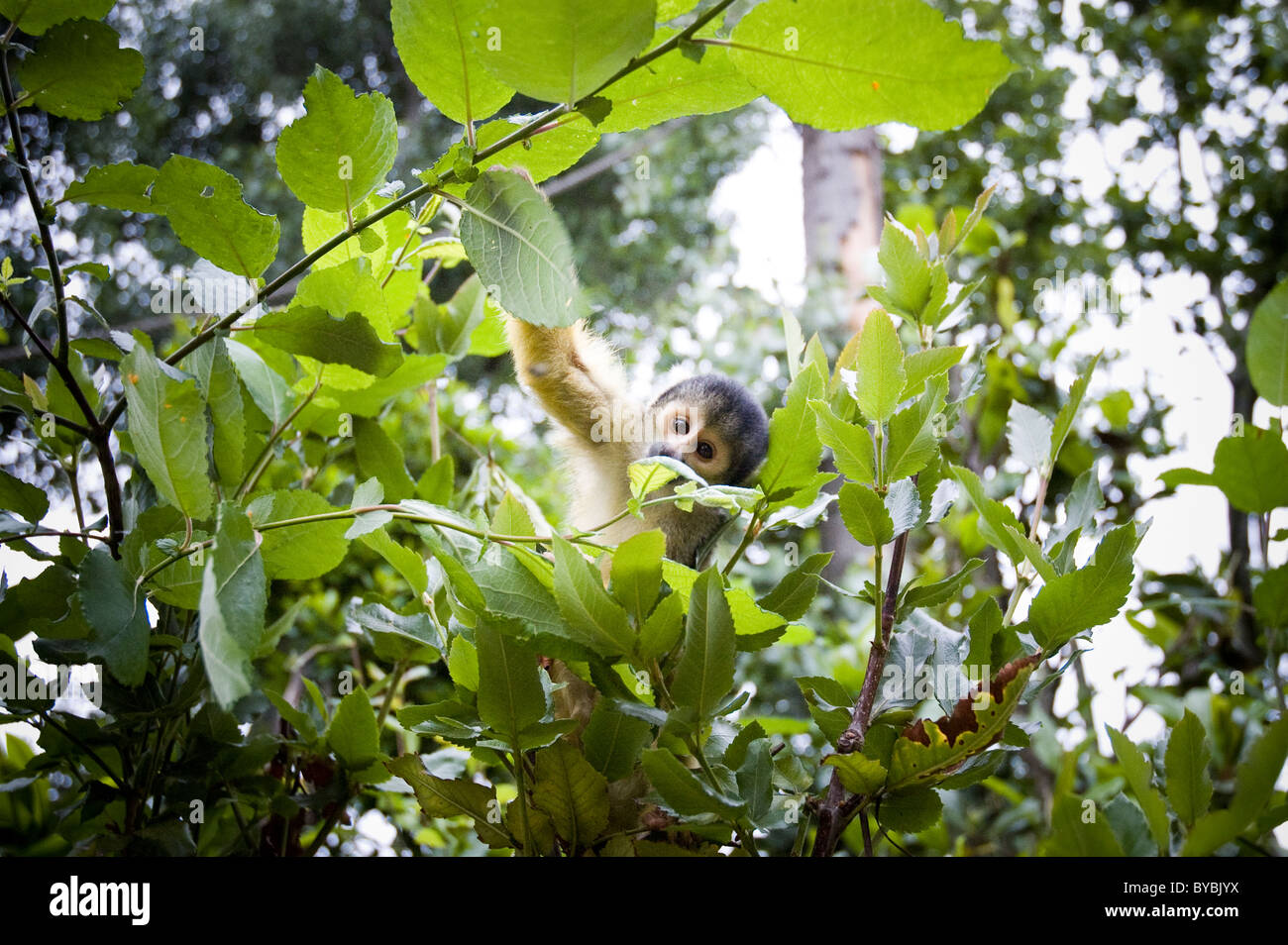 Monkey Hanging Branch Stockfotos und -bilder Kaufen - Alamy