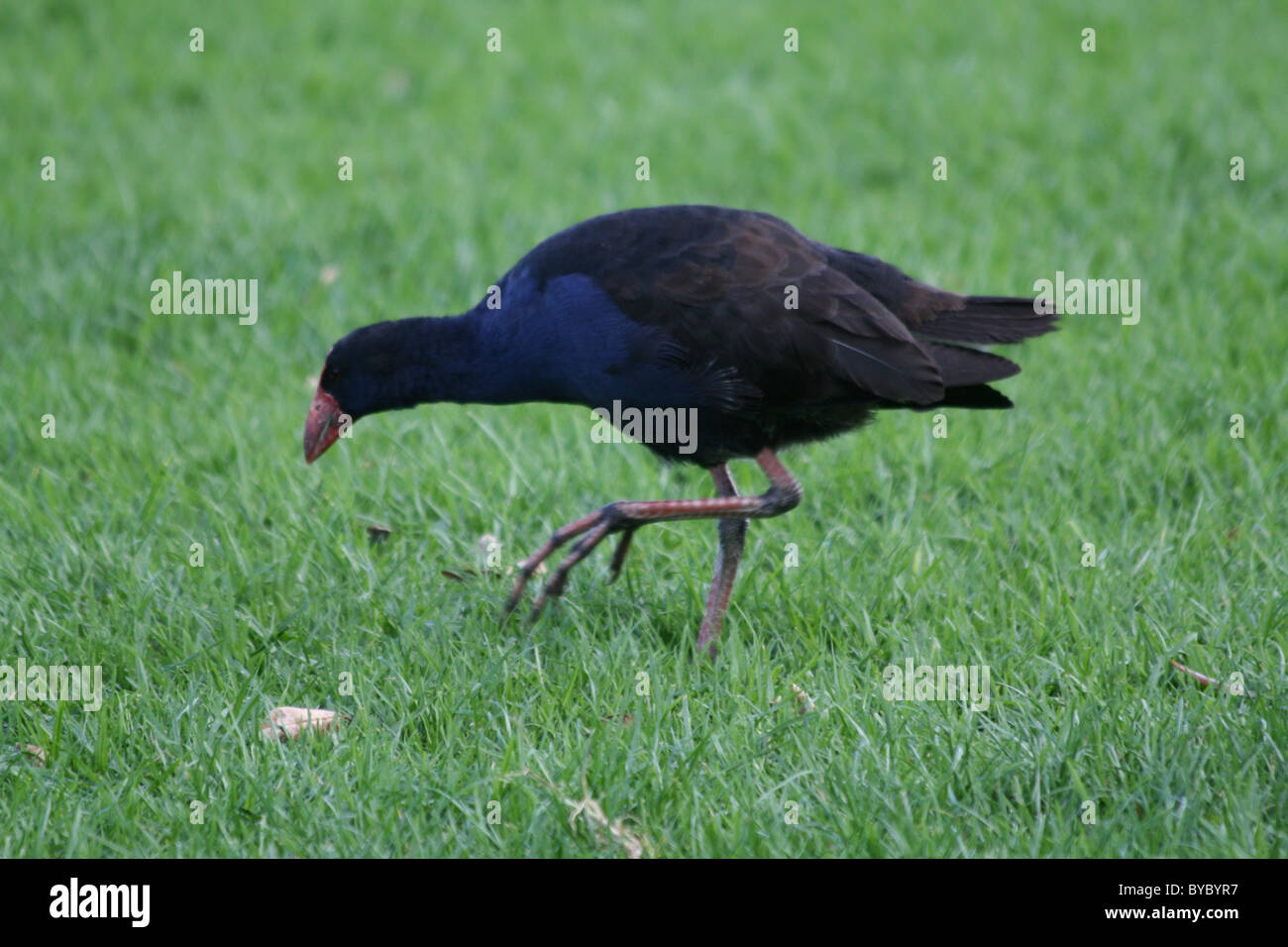 Walking pukeko bird -Fotos und -Bildmaterial in hoher Auflösung – Alamy