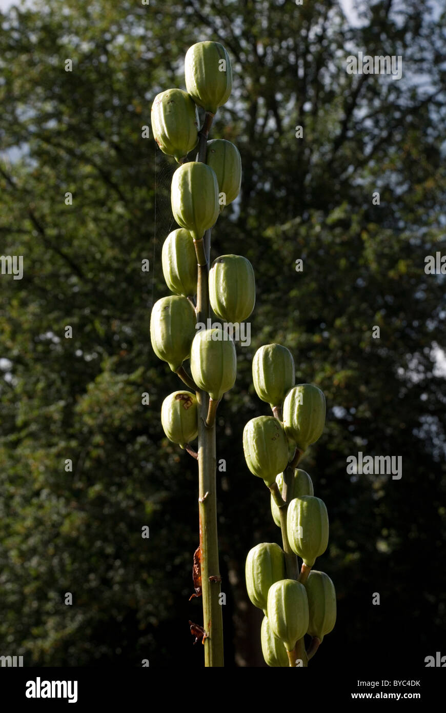 Cardiocrinum giganteum -Fotos und -Bildmaterial in hoher Auflösung – Alamy