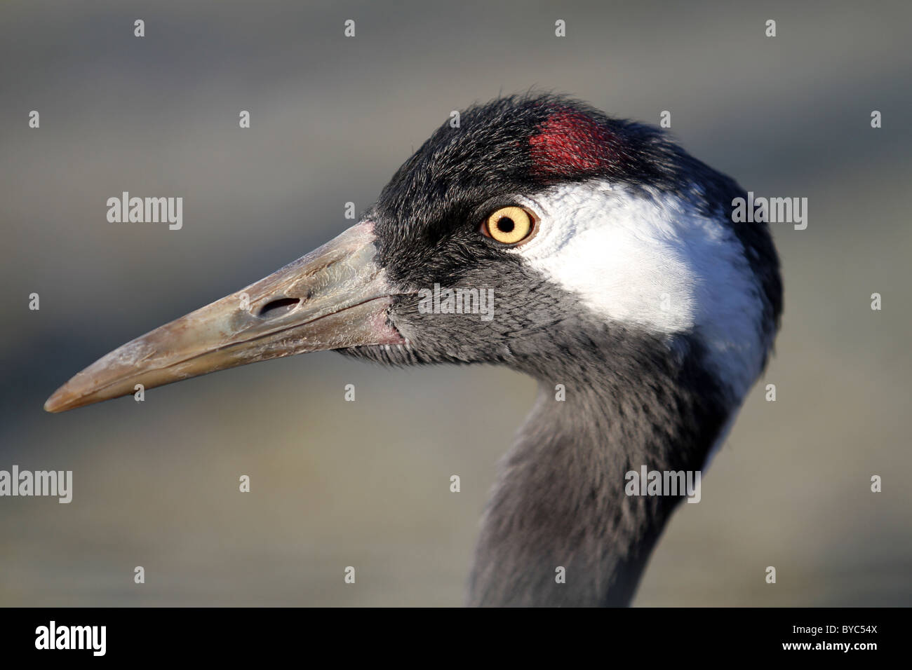 Kran mit augen -Fotos und -Bildmaterial in hoher Auflösung – Alamy