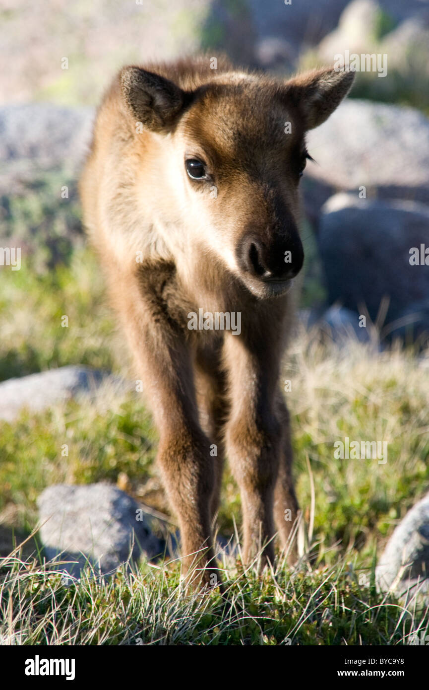 Rentier kalb -Fotos und -Bildmaterial in hoher Auflösung – Alamy