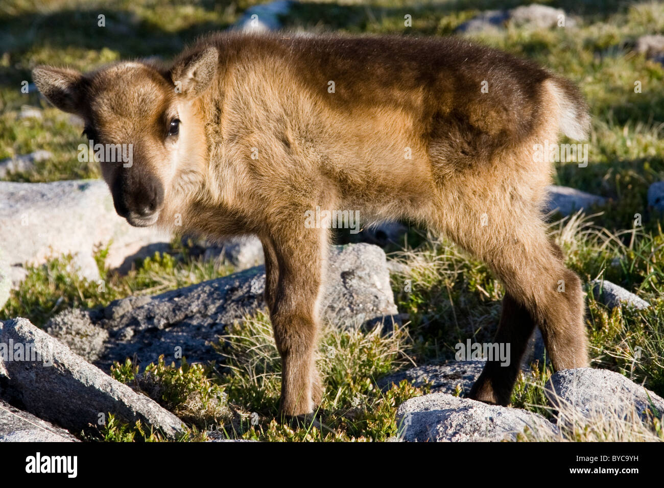 Kalb Rentier Stockfotos und -bilder Kaufen - Alamy
