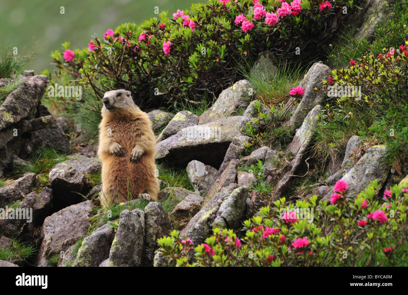 Murmeltier und blumen -Fotos und -Bildmaterial in hoher Auflösung – Alamy
