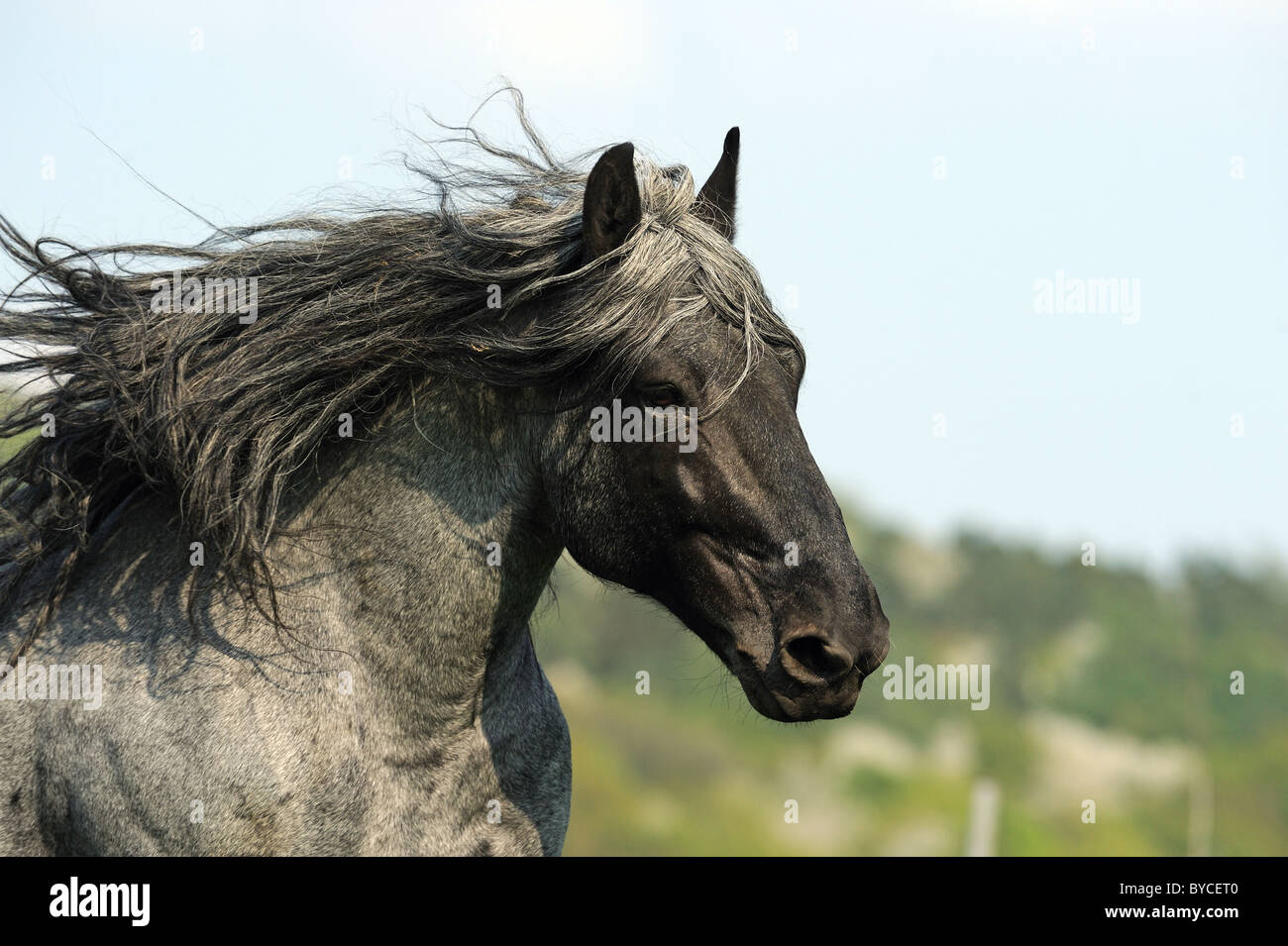 Noriker Pferd (Equus Ferus Caballus), Portrait eines Hengstes mit ...