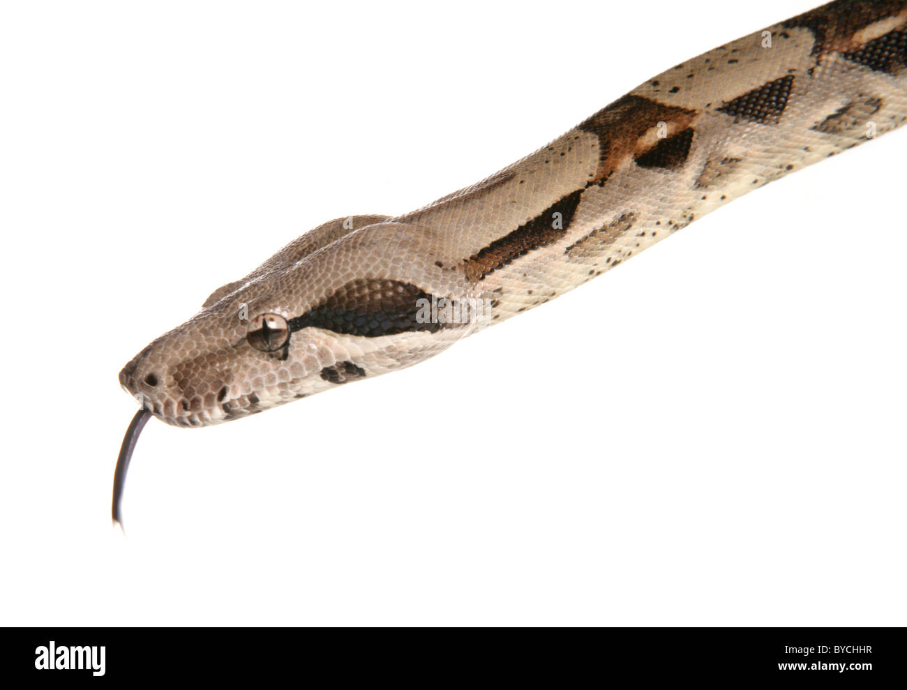 Boa constrictor snake -Fotos und -Bildmaterial in hoher Auflösung – Alamy