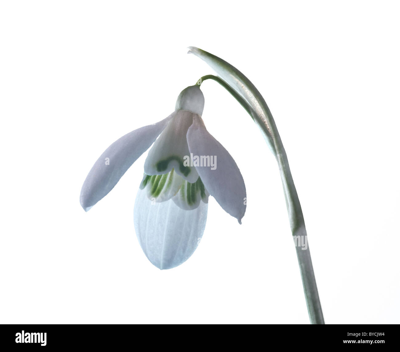 Das schneeglöckchen -Fotos und -Bildmaterial in hoher Auflösung – Alamy