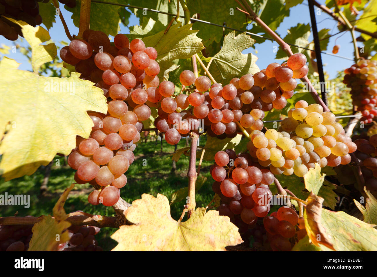 Muscat blanc à petits grains -Fotos und -Bildmaterial in hoher ...