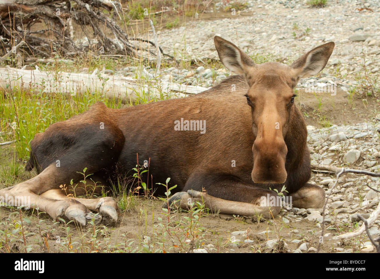 Weiblicher elch -Fotos und -Bildmaterial in hoher Auflösung – Alamy
