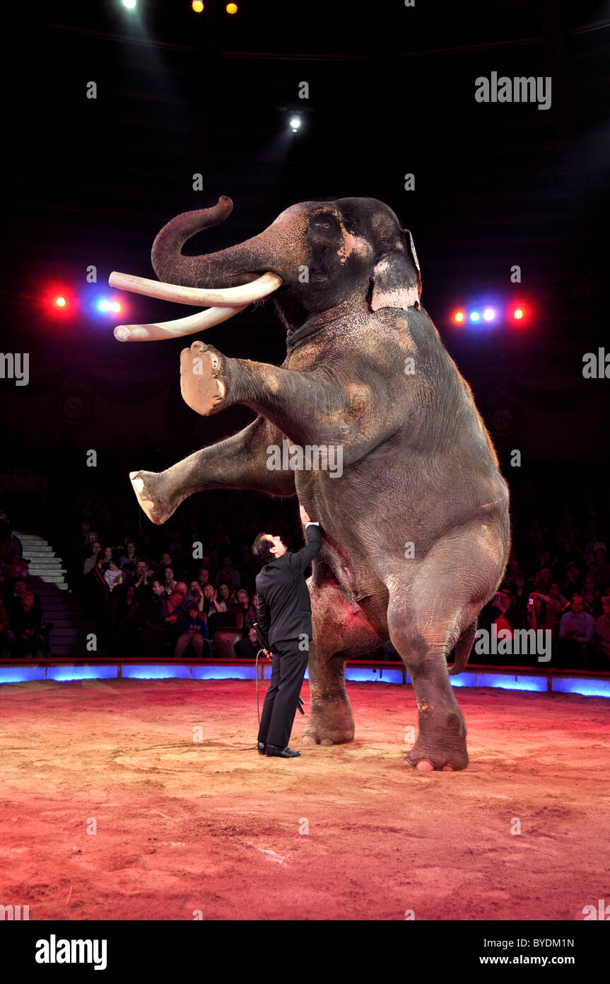 Elefant zirkus deutschland -Fotos und -Bildmaterial in hoher Auflösung ...