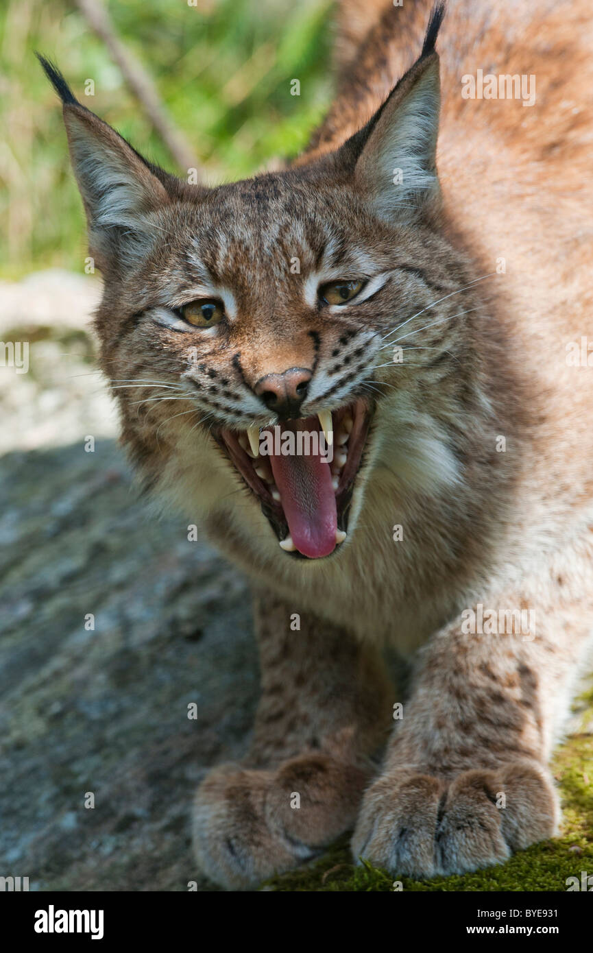 Aggressive behavior -Fotos und -Bildmaterial in hoher Auflösung – Alamy