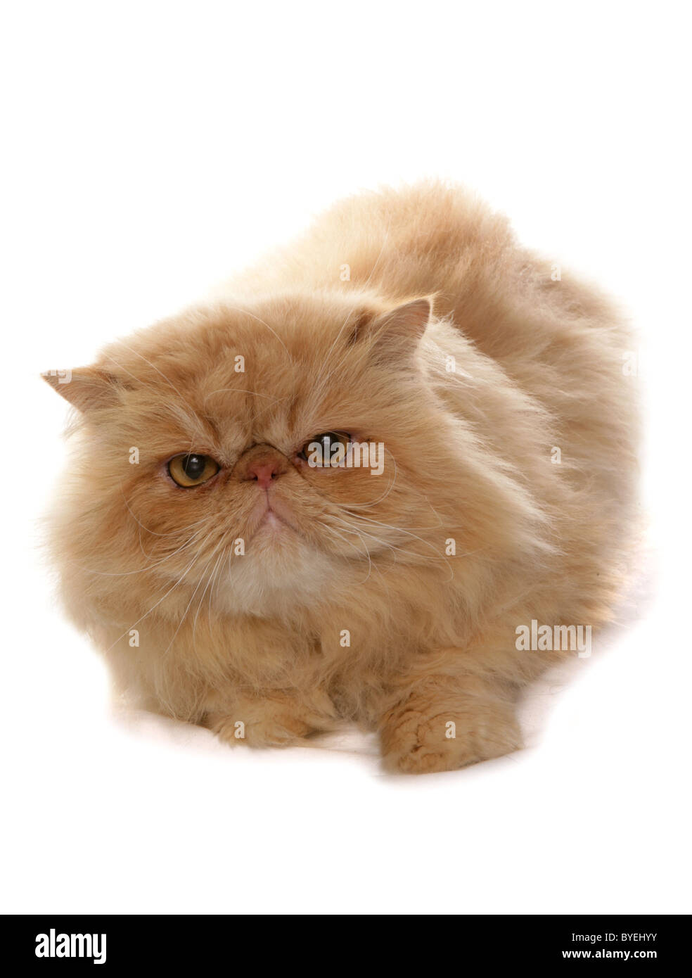 Persian Cat Stockfotos und -bilder Kaufen - Alamy