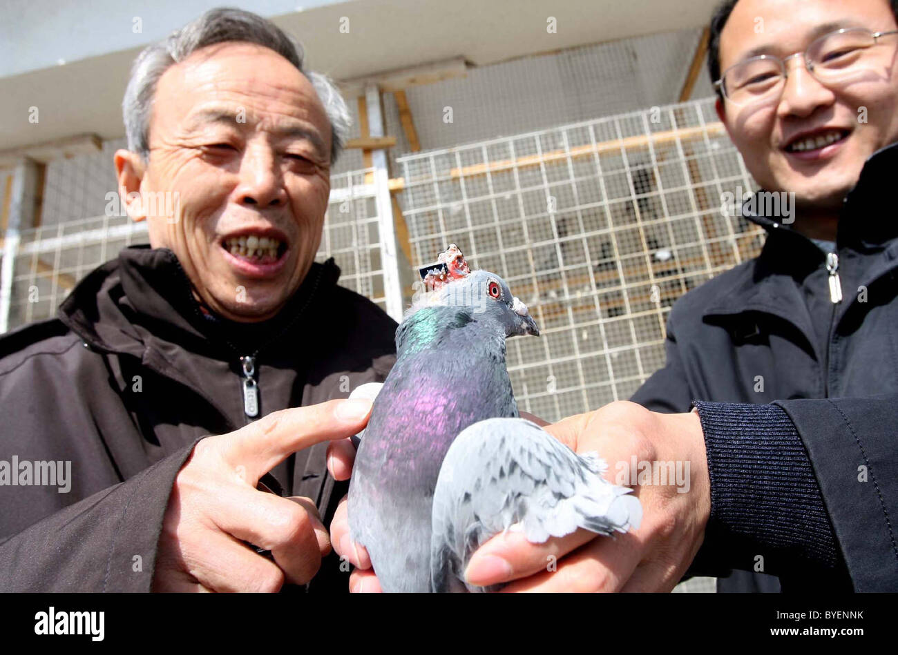 BRIEFTAUBEN-Wissenschaftlern in China auf eine besonders bird-brained ... BRIEFTAUBEN-Wissenschaftlern in China auf eine besonders bird-brained ...