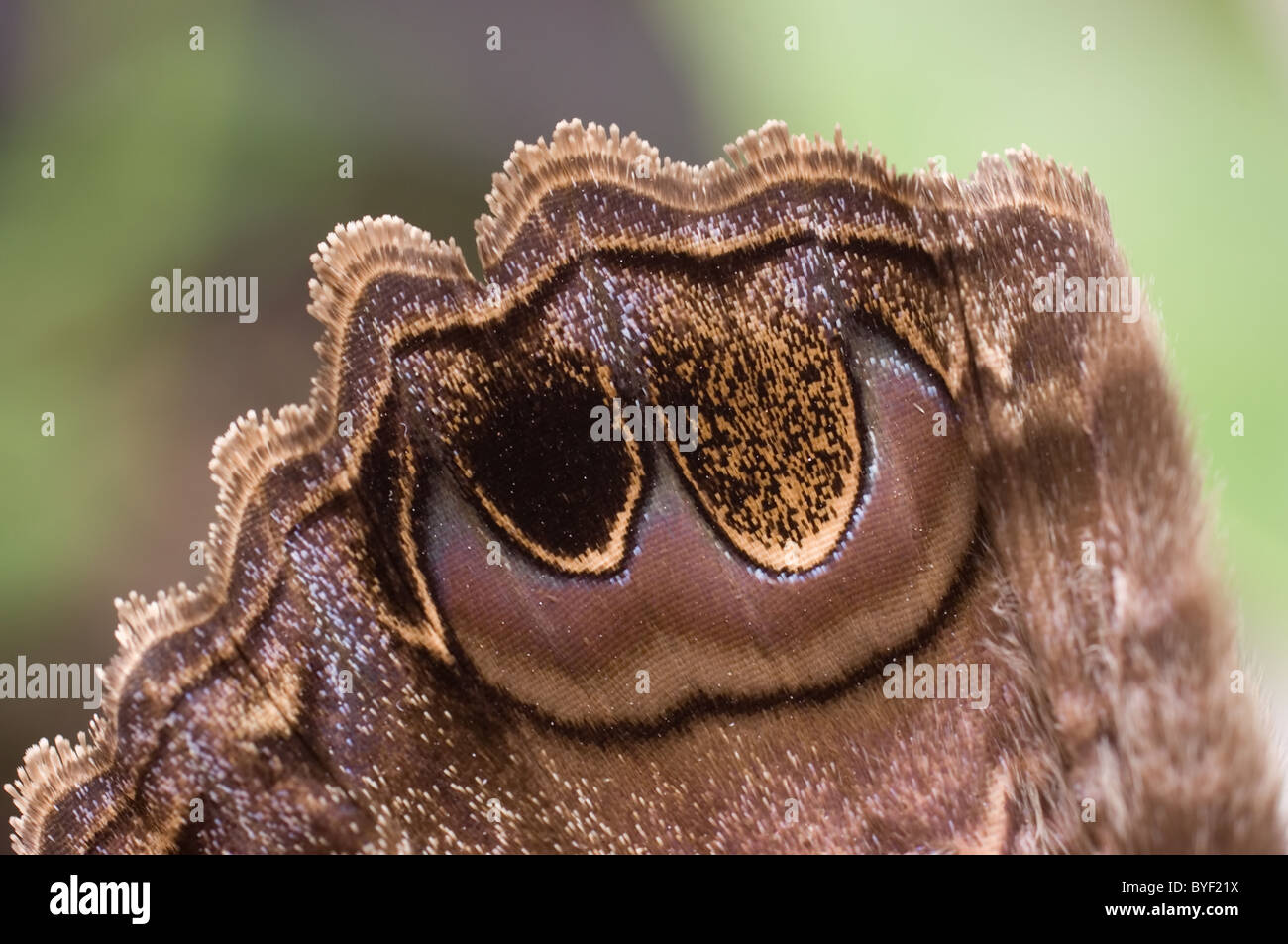 Schwarze hexenmotte ascalapha odorata -Fotos und -Bildmaterial in hoher ...