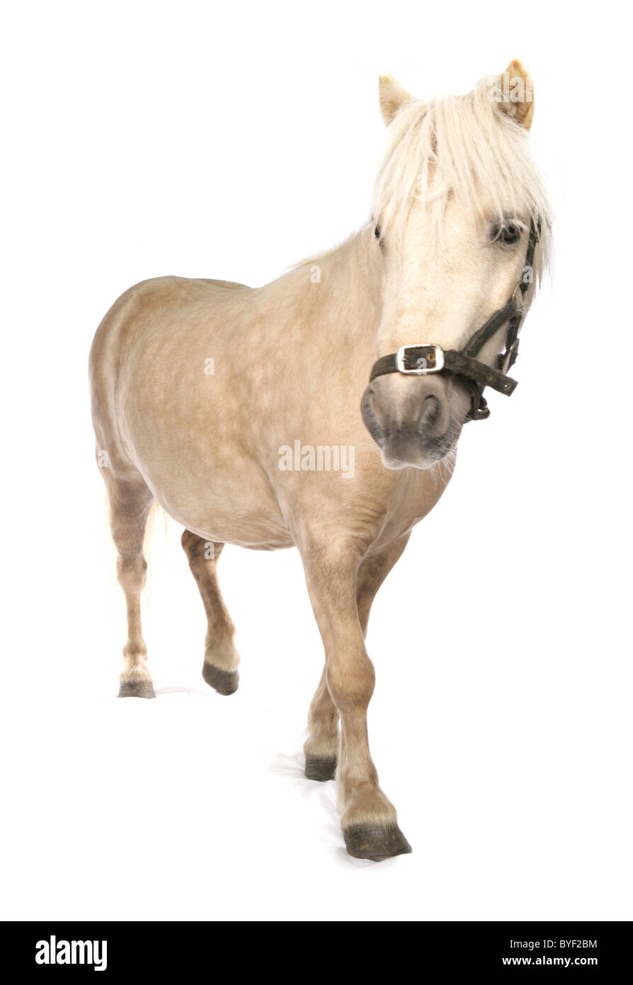 Shetland pony portrait -Fotos und -Bildmaterial in hoher Auflösung ...