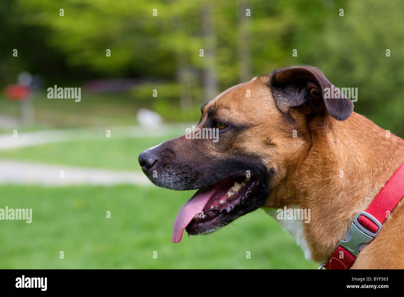 Dog profile -Fotos und -Bildmaterial in hoher Auflösung – Alamy
