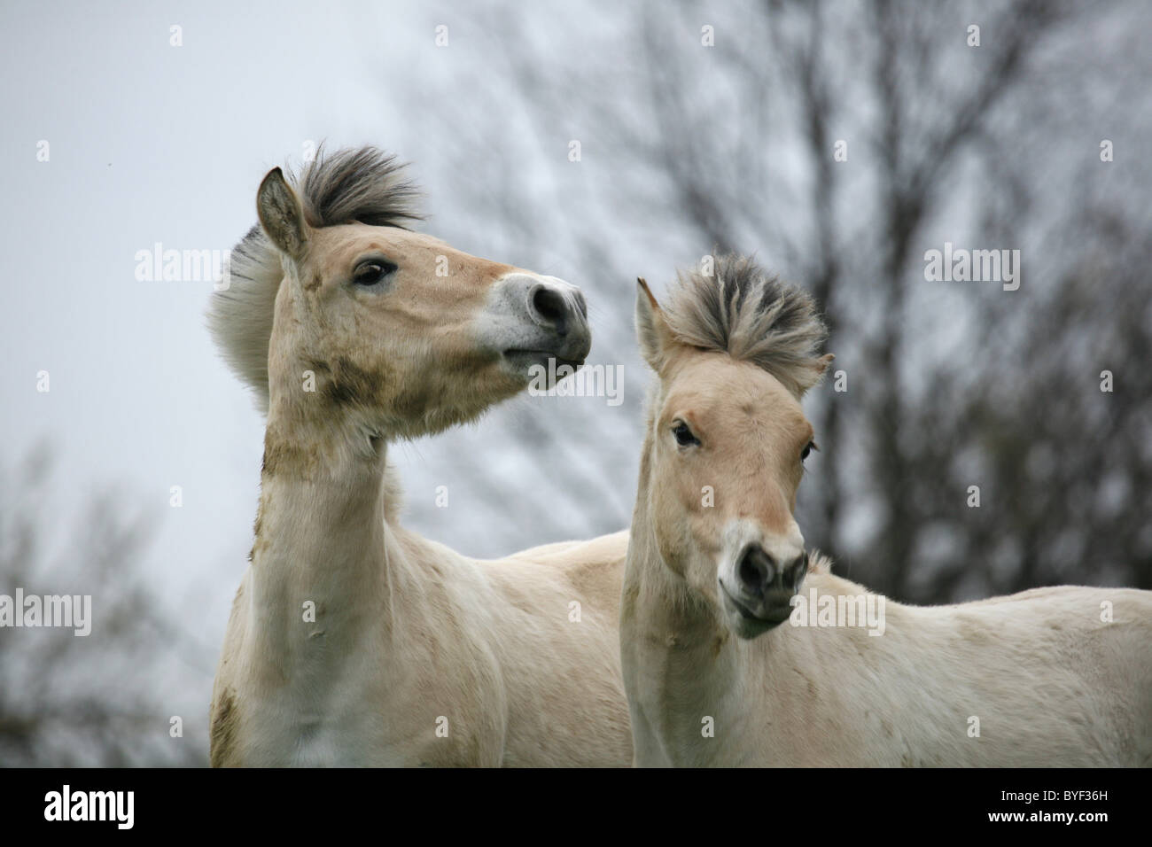 Junge Norweger / junge Pferde Stockfotografie - Alamy