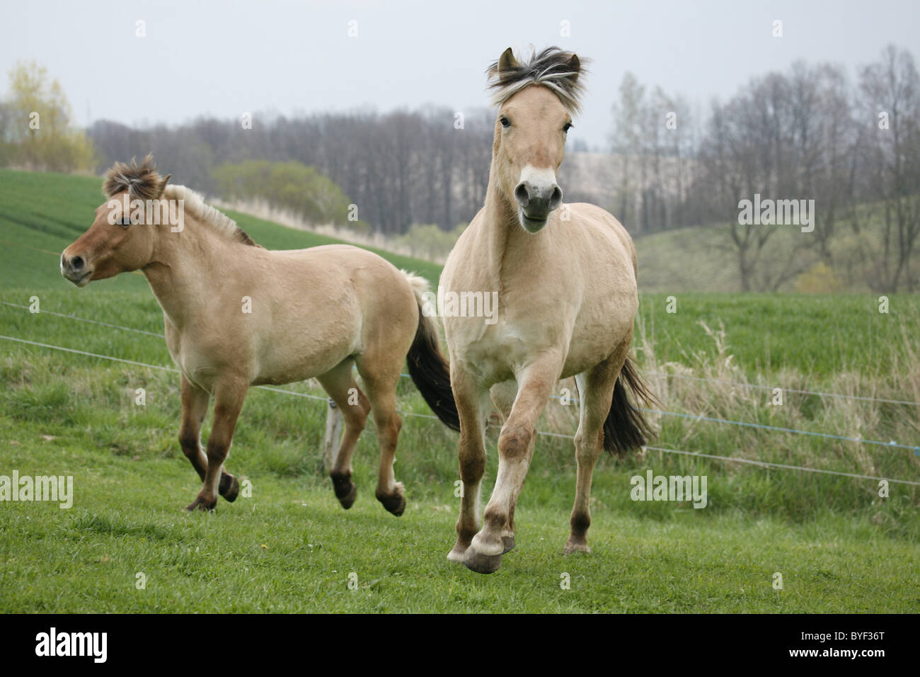 Norwegisches fjordpferd -Fotos und -Bildmaterial in hoher Auflösung – Alamy