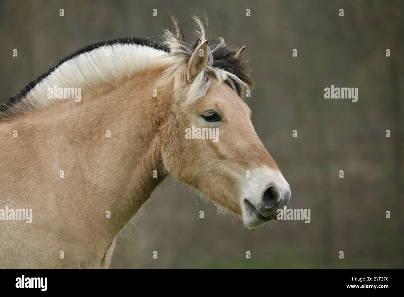 Pure horse breed and fjord horse -Fotos und -Bildmaterial in hoher ...