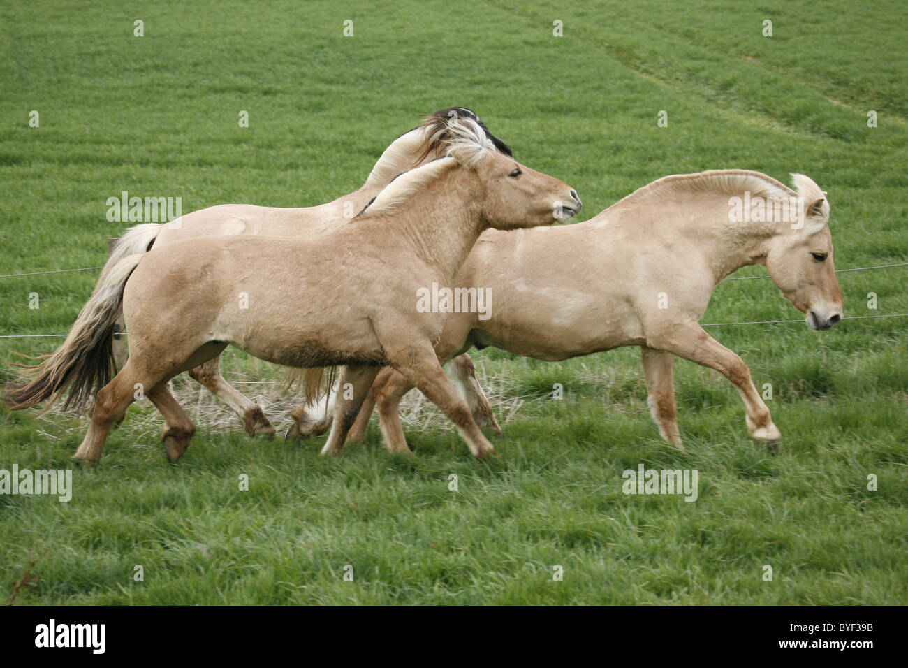 Norwegisches fjordpferd -Fotos und -Bildmaterial in hoher Auflösung – Alamy