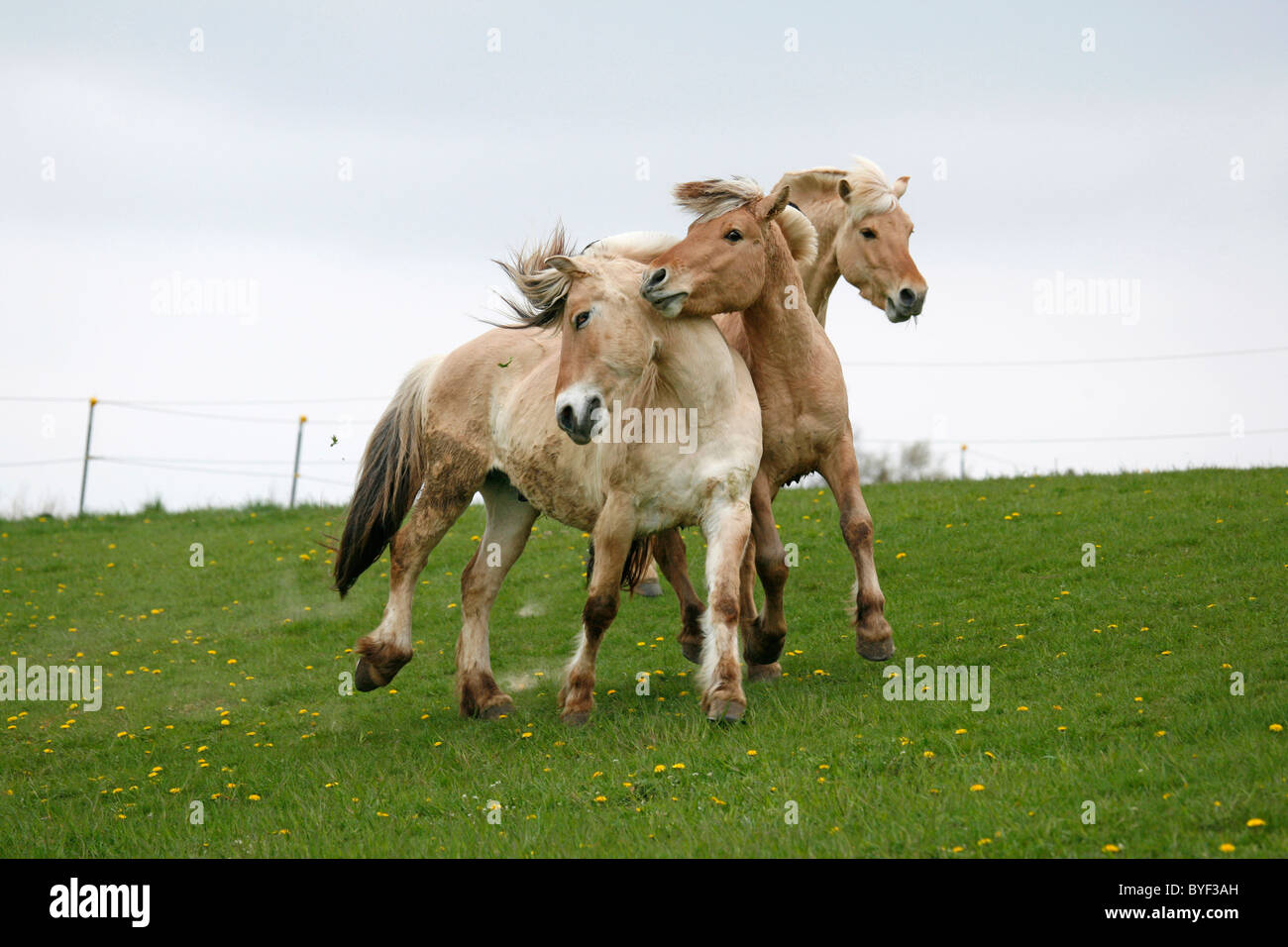 Norwegische fjordpferde -Fotos und -Bildmaterial in hoher Auflösung – Alamy