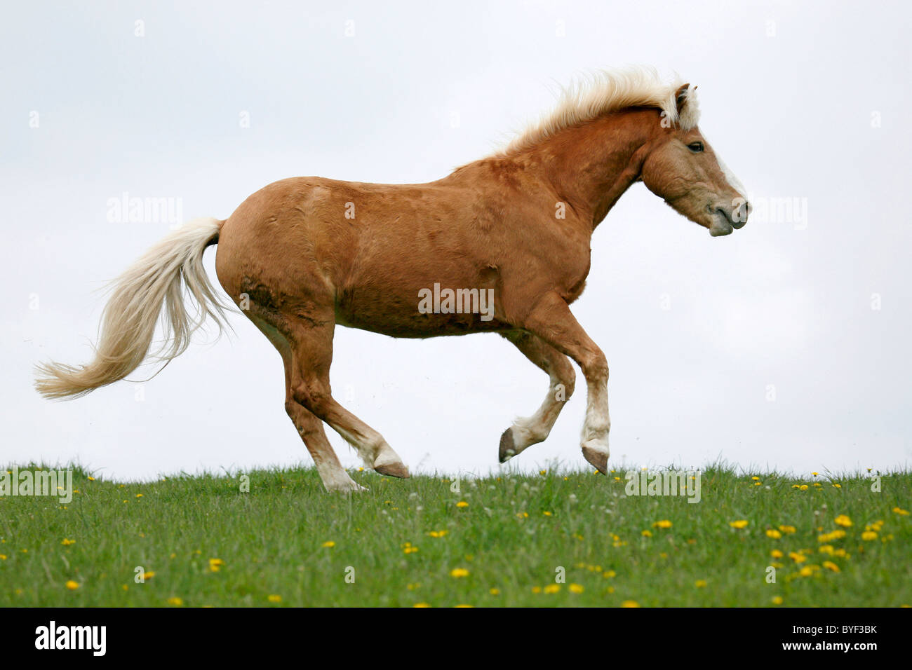 Haflinger pferd im galopp -Fotos und -Bildmaterial in hoher Auflösung – Alamy