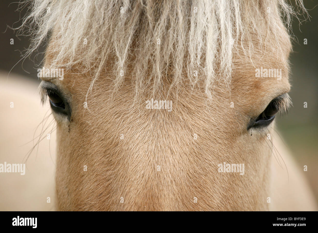 Pure horse breed and fjord horse -Fotos und -Bildmaterial in hoher ...